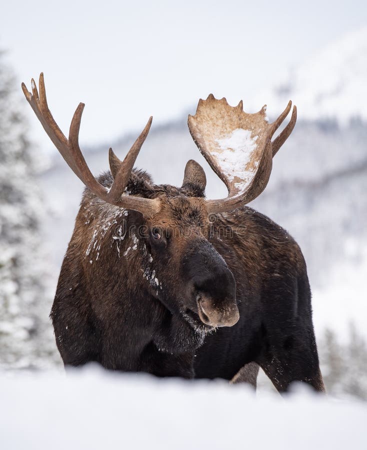 A Moose in Snow stock photo. Image of autumn, fall, columbia - 211022122