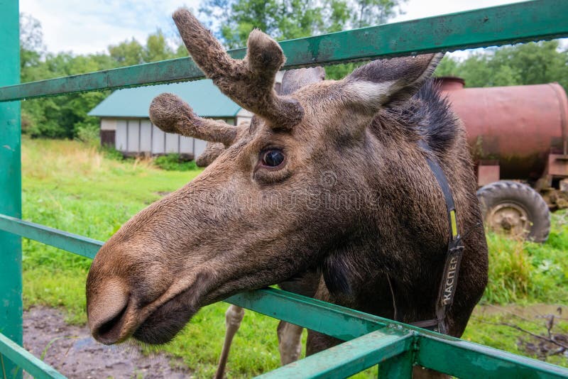 A Moose at the Special Moose Farm Stock Photo - Image of care, outdoor ...