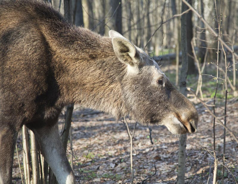 Moose in a spring forest stock photo. Image of brown - 38342032