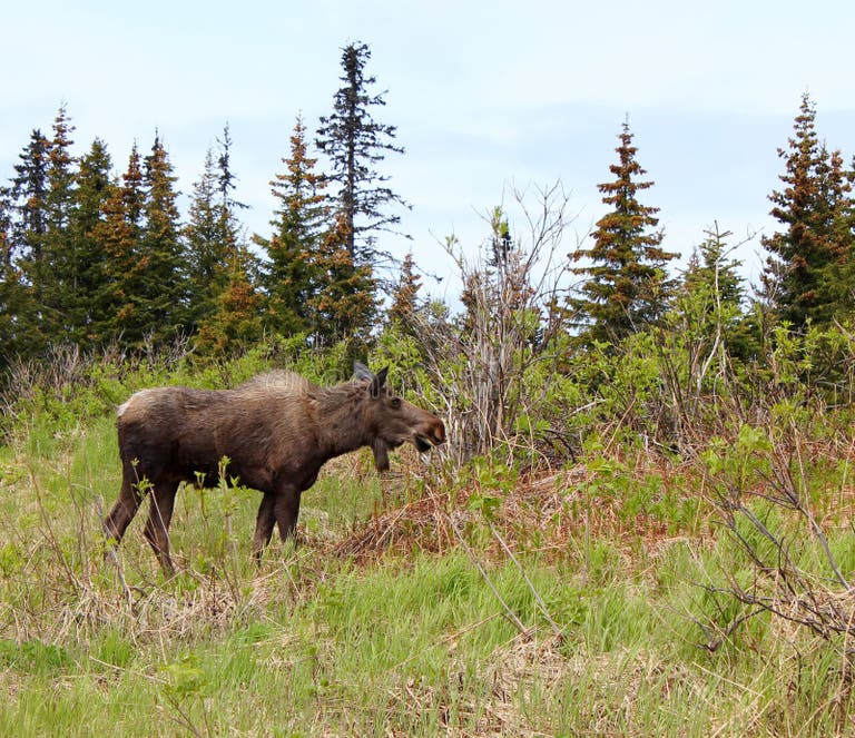 Moose in the spruce stock image. Image of mammal, moose - 19969649