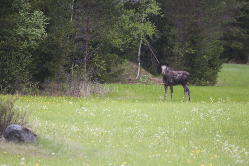 Moose stock image. Image of animals, wild, meadows, animal - 71999097
