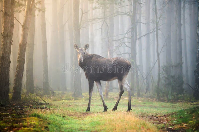 Moose Standing in Forest during Foggy Morning Stock Image - Image of ...