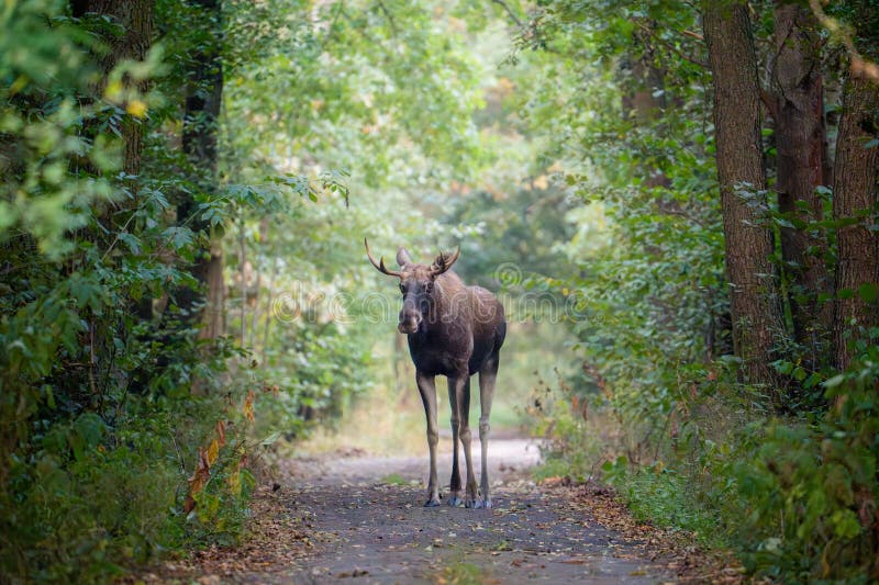 Moose Standing on a Forest Path Stock Photo - Image of environment ...