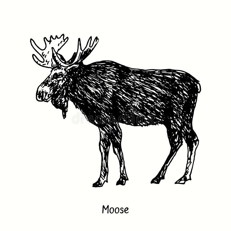 Moose Standing Side View. Ink Black and White Doodle Drawing Stock ...