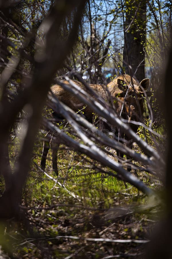 Moose Looking through the Trees at Potter Marsh Stock Image - Image of ...