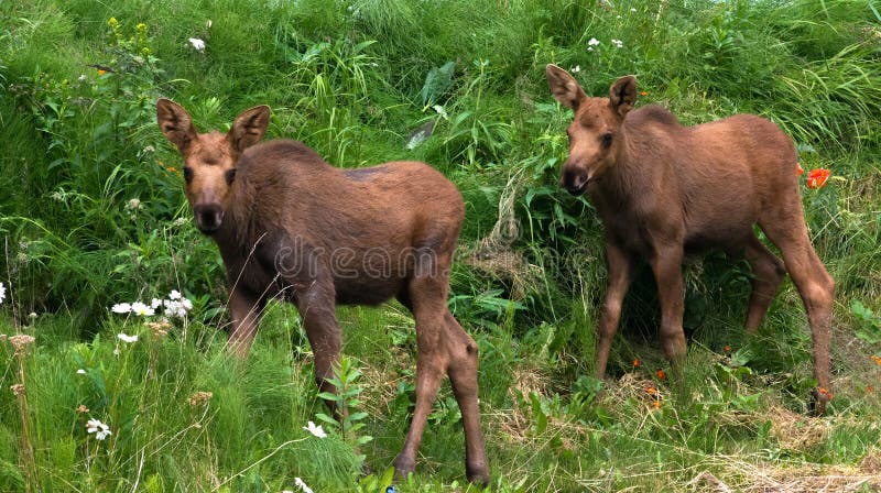 Moose Twins against grass stock photo. Image of wilderness - 71278076