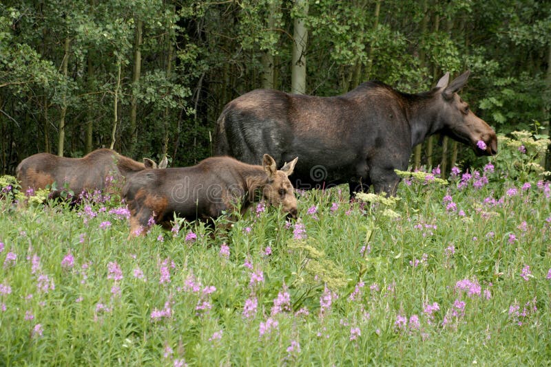 Moose with two Calves stock photo. Image of mother, america - 18156632