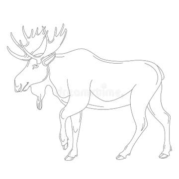 Canadian Moose Stock Illustrations – 1,063 Canadian Moose Stock ...