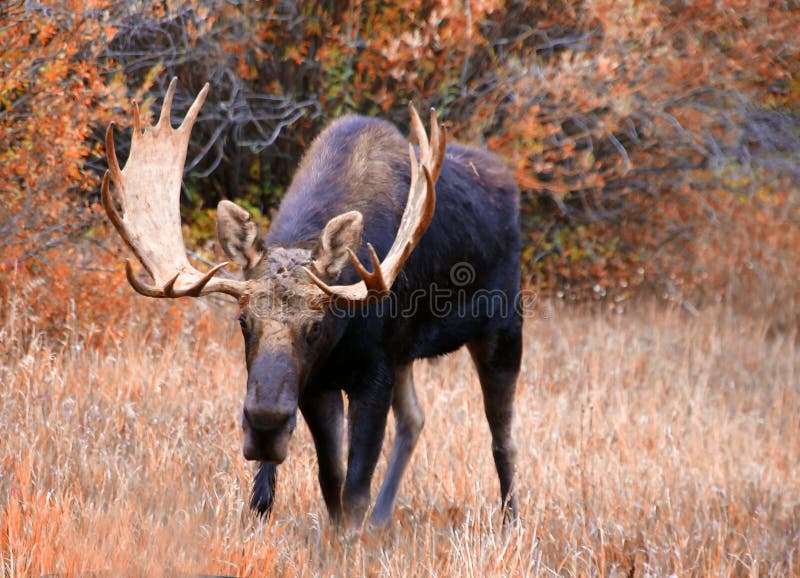 Moose, Walking through Autumn Meadow Stock Photo - Image of large ...