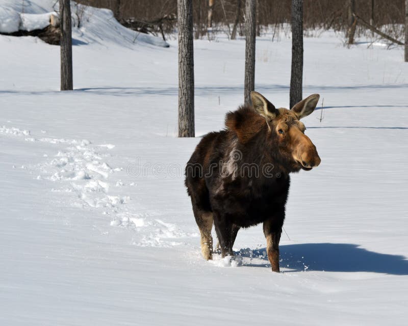 Moose stock photo. Image of cold, northern, moose, animal - 30372996