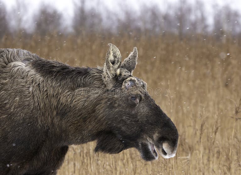 Moose stock photo. Image of bovine, snow, denmark, mammal - 332280626