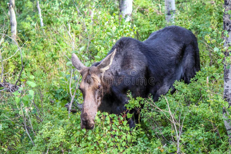Moose stock photo. Image of nature, summer, woods, american - 48140868