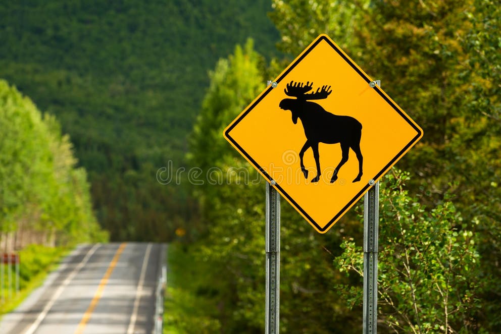 Moose Warning Sign beside a Road Stock Image - Image of canada, danger ...