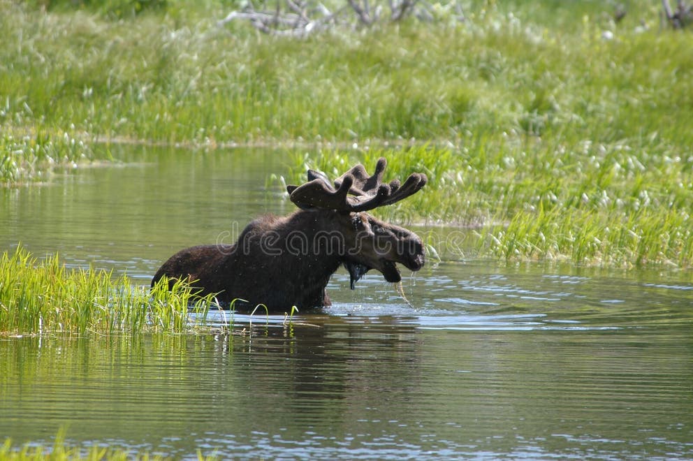 Moose in water stock image. Image of male, rack, national - 11728383