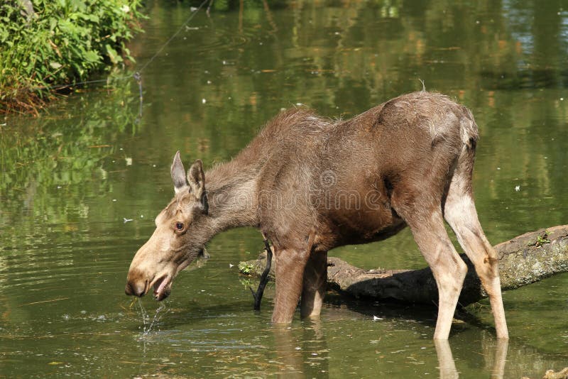 Moose in the water stock photo. Image of moose, animal - 14687808