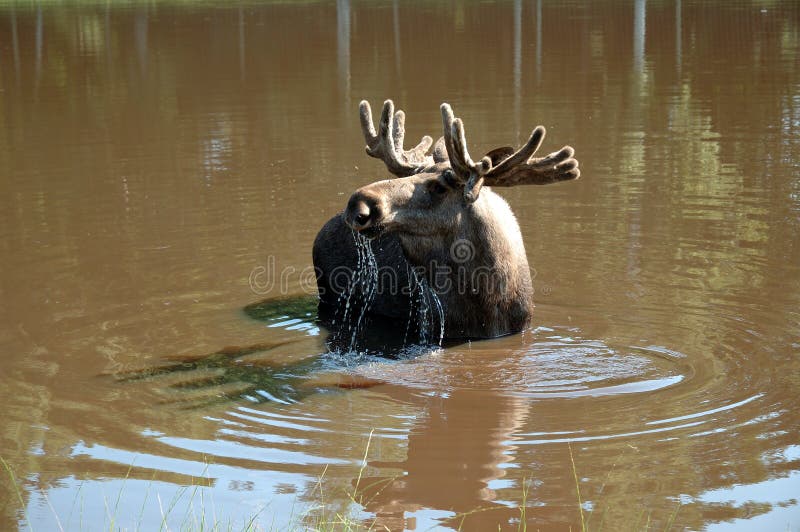 Moose in the water stock photo. Image of grand, adventure - 24196594