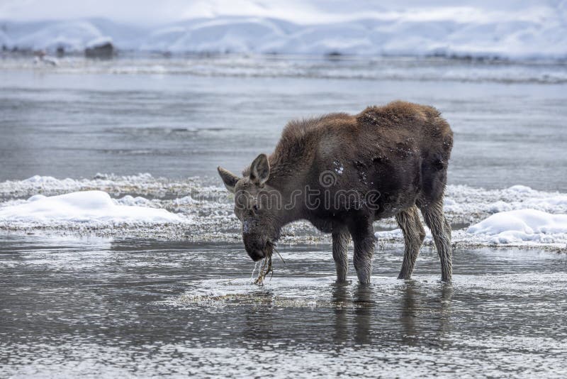 Moose in Winter on a Frozen Idaho River Stock Image - Image of snow ...
