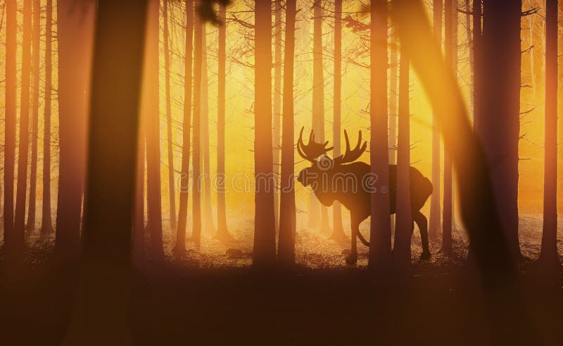 Deer in the Woods at Sunset Stock Photo - Image of hunting, morning ...