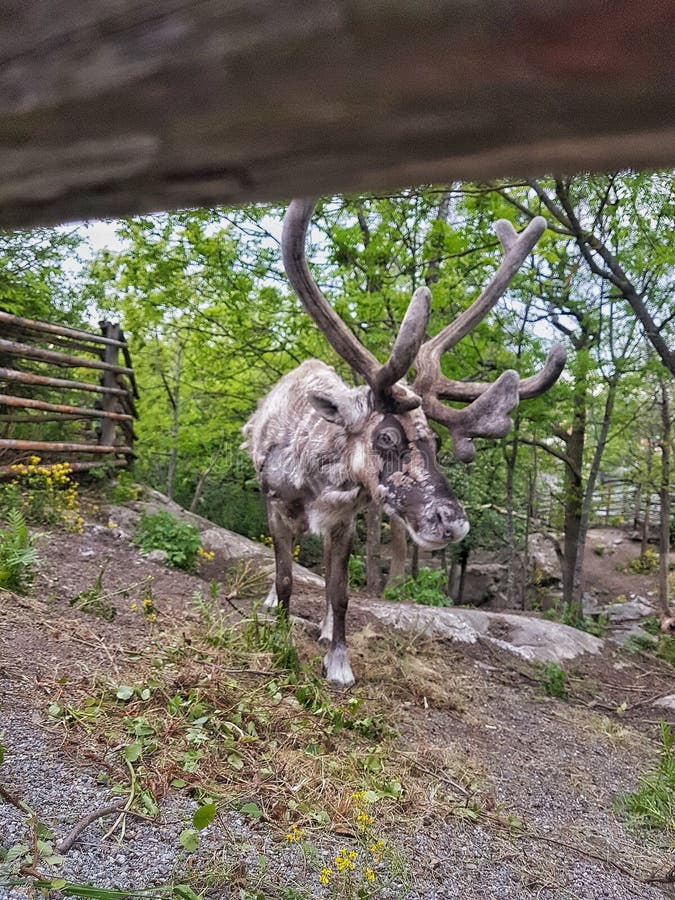 Moose in the woods zoo stock photo. Image of forrest - 197405500