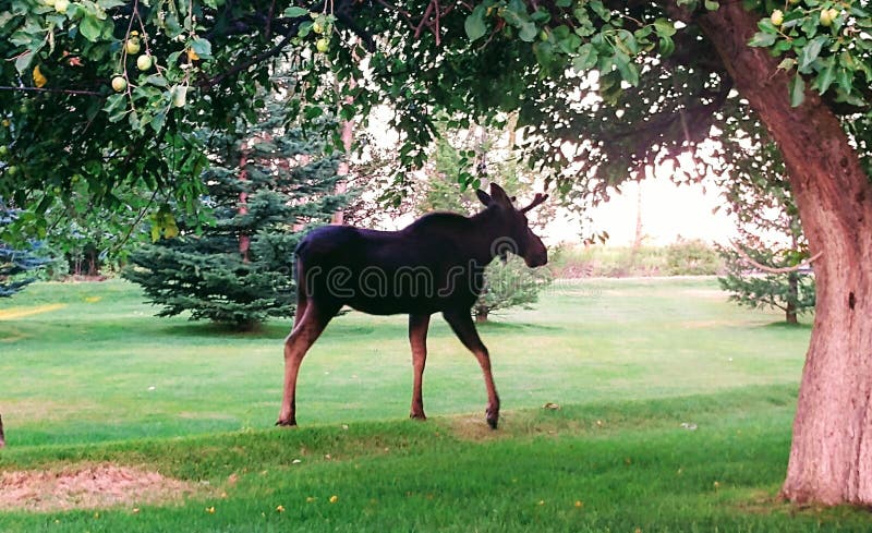 Moose in yard stock image. Image of yard, wyoming, animals - 166517547