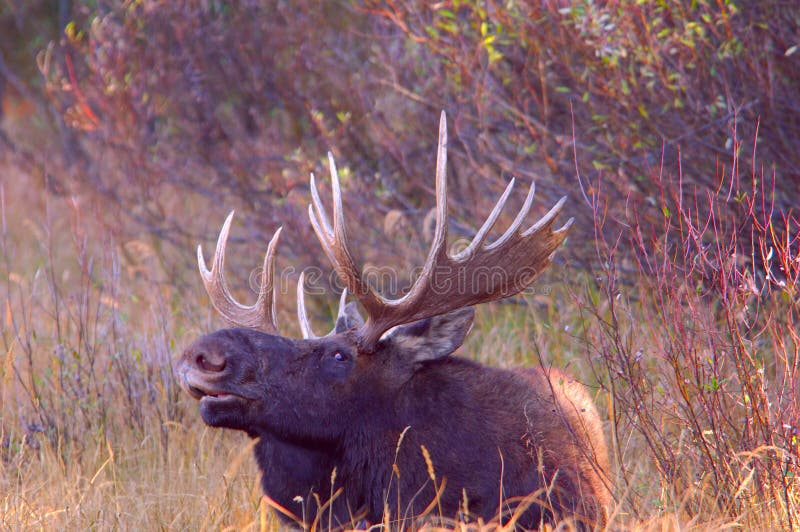 Moose Yawning stock image. Image of bell, muzzle, large - 1329533
