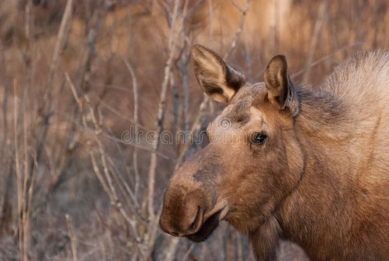 Moose stock photo. Image of anchorage, ruraul, spring - 41045910