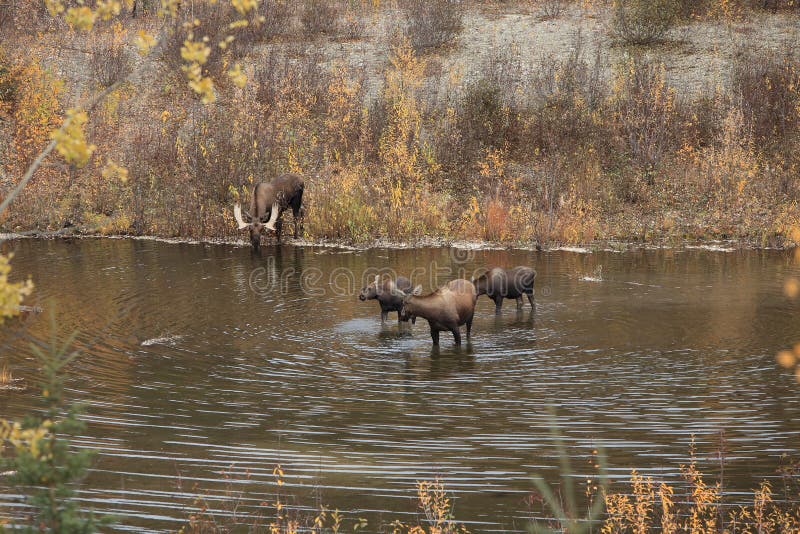 Moose (Alces Alces), Yukon Territory, Canada Stock Image - Image of ...