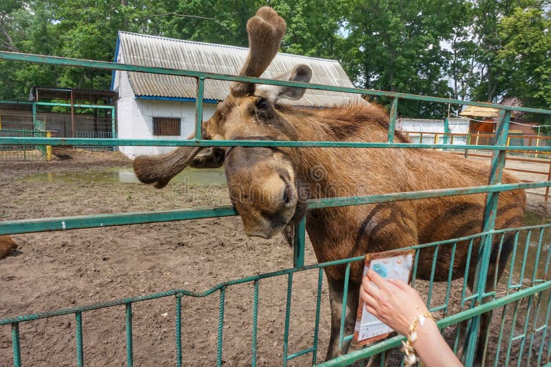 Moose in a Zoo Cage Stretches for Caress Stock Image - Image of animals ...