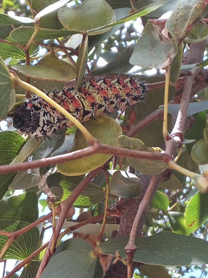 Mopani worms eating. stock image. Image of colorful, devouring - 43947631