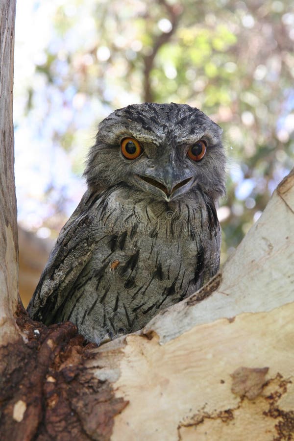 Mopoke Smile stock image. Image of tree, australian, victoria - 11619281
