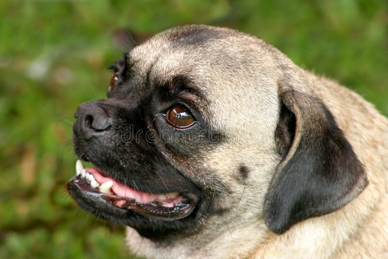 Mops fotografering för bildbyråer. Bild av miniatyr, mops - 190463