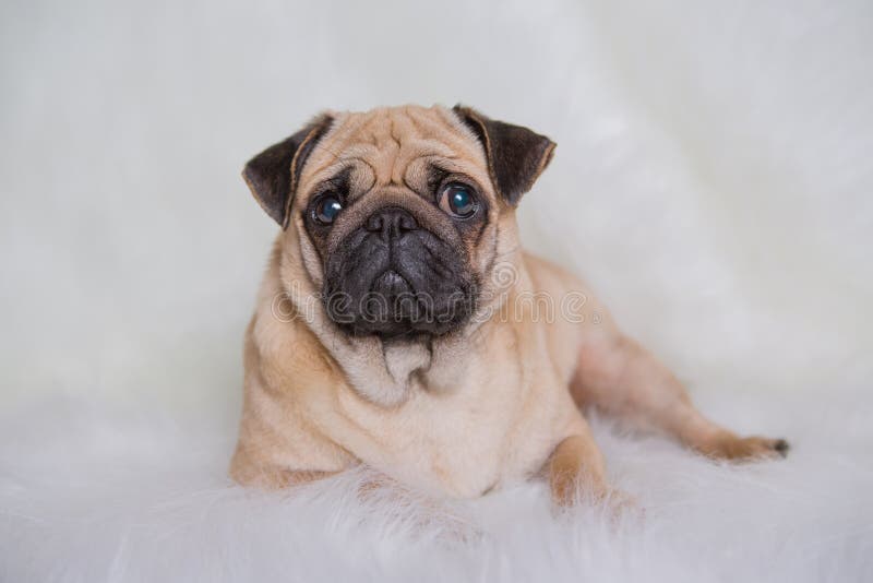 Mops obraz stock. Obraz złożonej z przestrzeń, sadło - 36606329