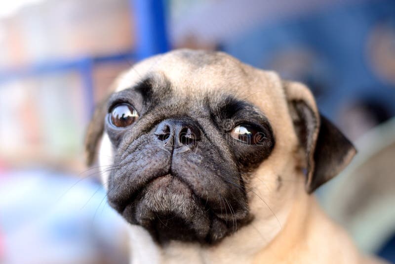 Mopsa szczeniaka purebred obraz stock. Obraz złożonej z pionowo - 17696099