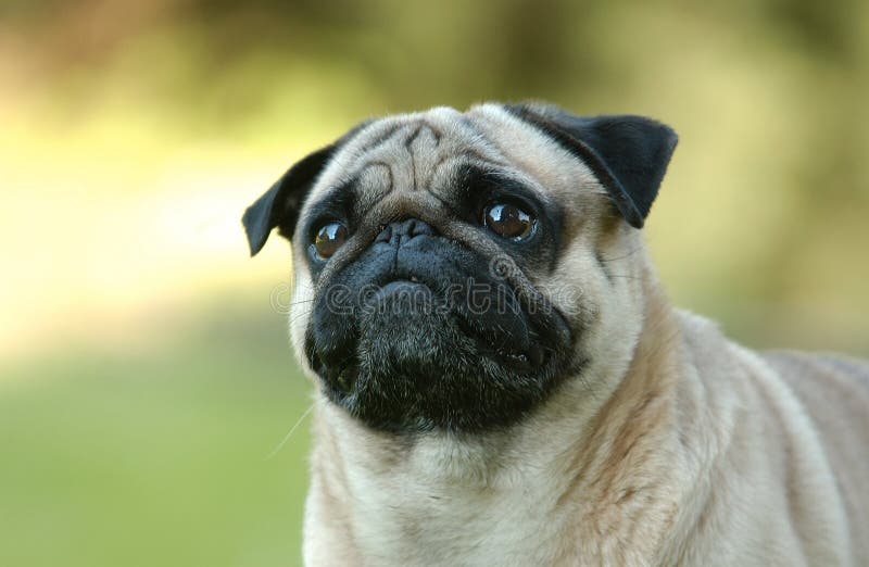 Mops stock photo. Image of coat, eyes, nature, breed, expression - 6065660