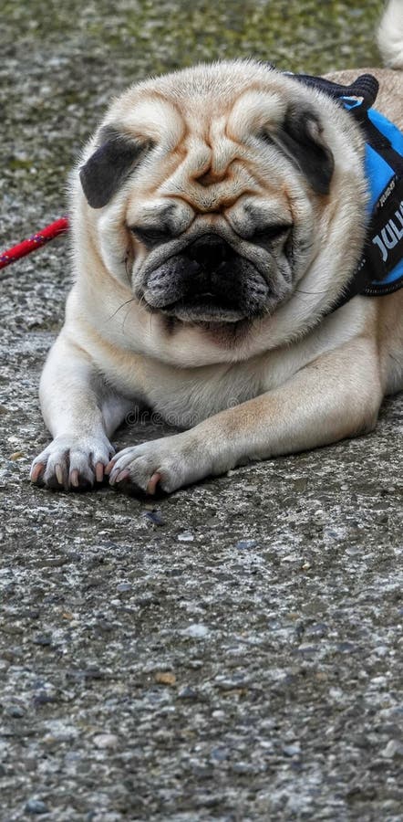 Mops Breed on the Streets of Busteni Stock Image - Image of romania ...