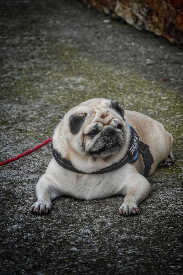 Mops Breed on a Walk in Busteni Stock Image - Image of street, cute ...