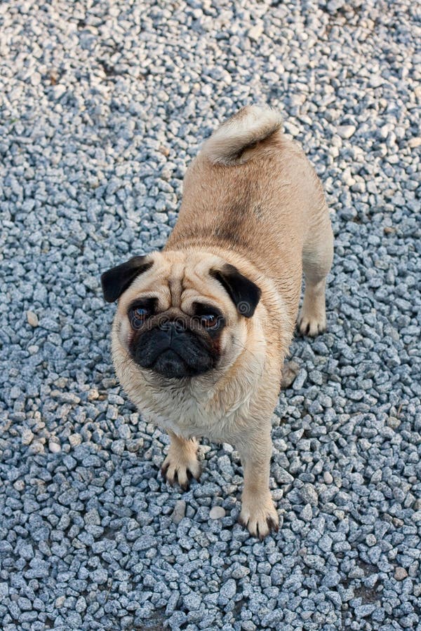 Mops with eager expression stock image. Image of eyes - 11230623