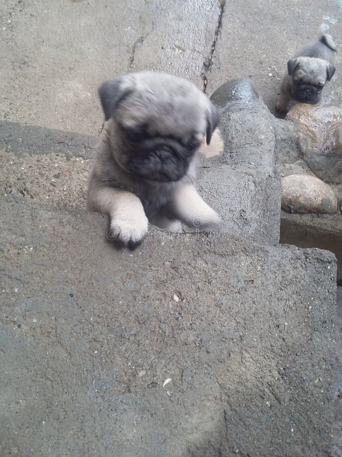 Mops stock image. Image of mops, small, puppy, beautiful - 105628713