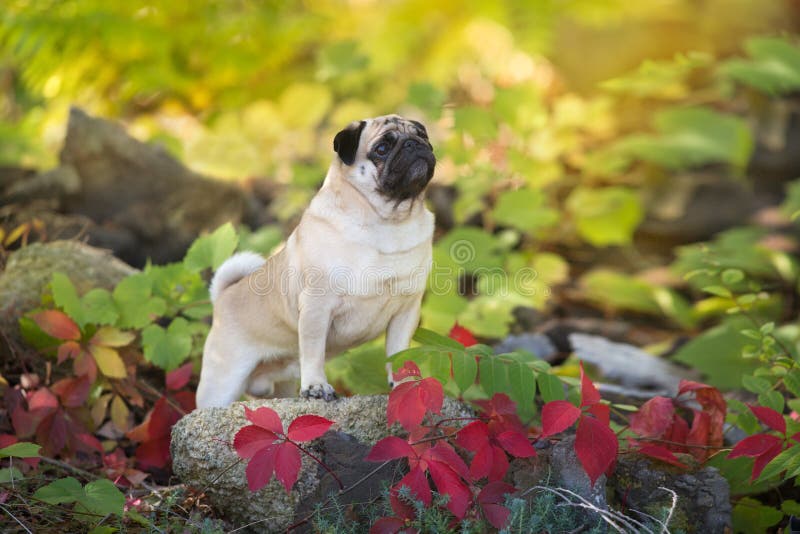 Mops portrait in fall stock photo. Image of nature, beauty - 165205100
