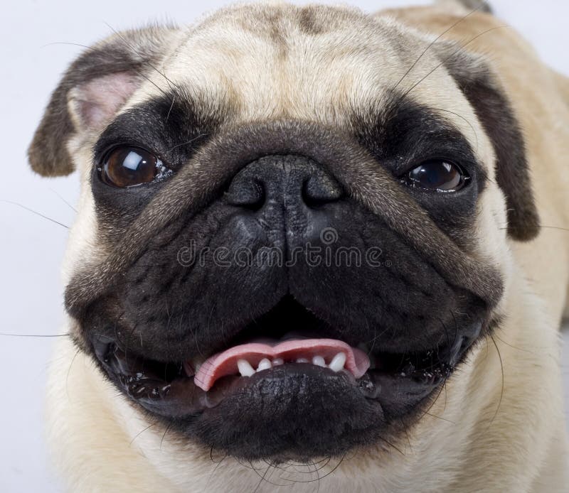 Mops-pug smiling face stock photo. Image of small, white - 10730130
