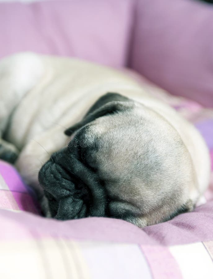 Mops Puppy Sleeping stock image. Image of depressed, fatigue - 15520327