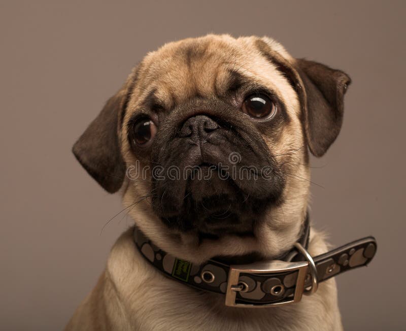 Mopsa szczeniak obraz stock. Obraz złożonej z tło, czerwień - 7903121