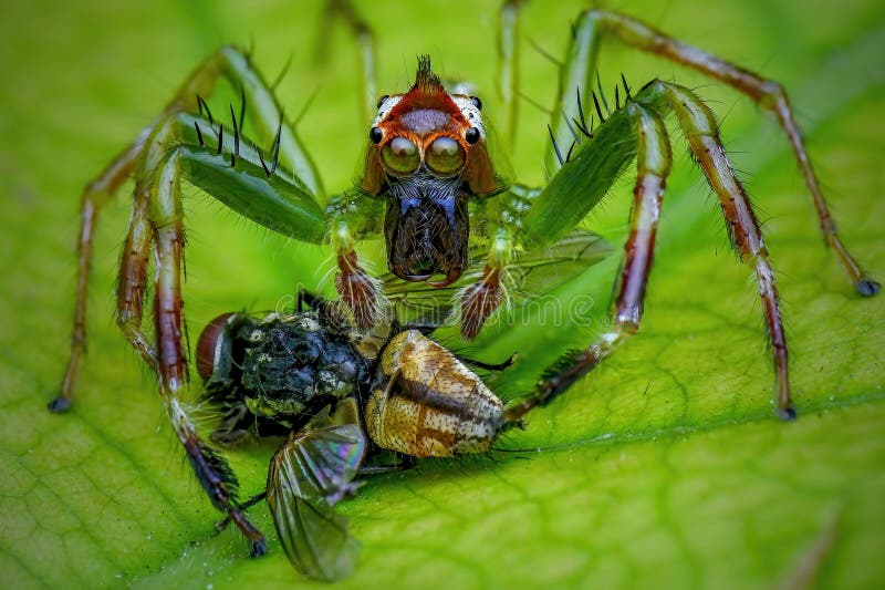Mopsus Mormon Jumping Spider with Prey Stock Photo - Image of closeup ...