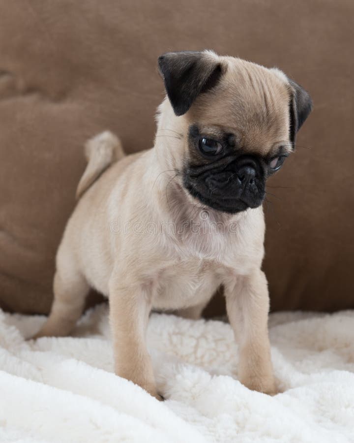 Mopsvalp arkivfoto. Bild av lisma, valp, papp, mops, barn - 72456310