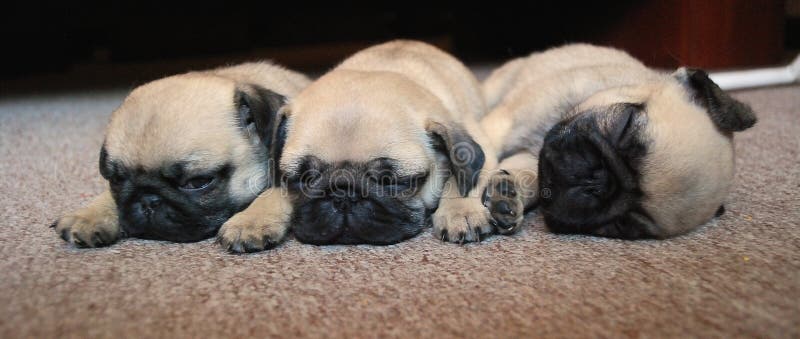 1,634 Mopsy zdjęć stockowych - bezpłatne i z licencją Royalty Free od ...