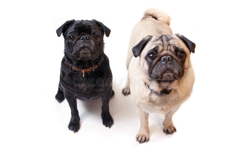 1,684 Mopsy zdjęć stockowych - bezpłatne i z licencją Royalty Free od ...