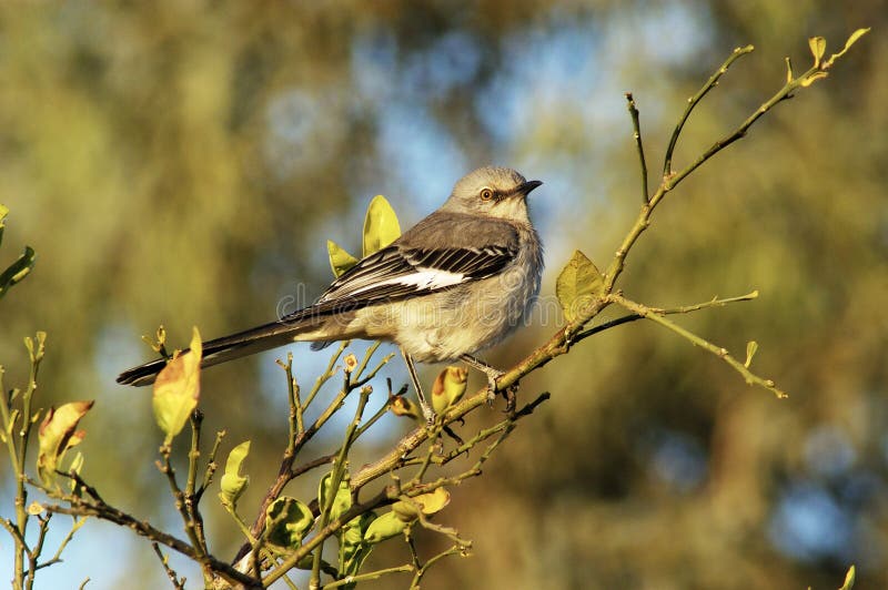 Moqueur du nord photo stock. Image du animaux, outdoors - 31209006