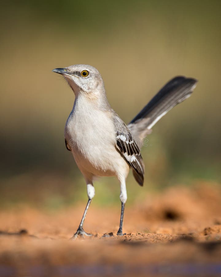 Oiseau D'état De La Floride - Moqueur Du Nord Image stock - Image du ...