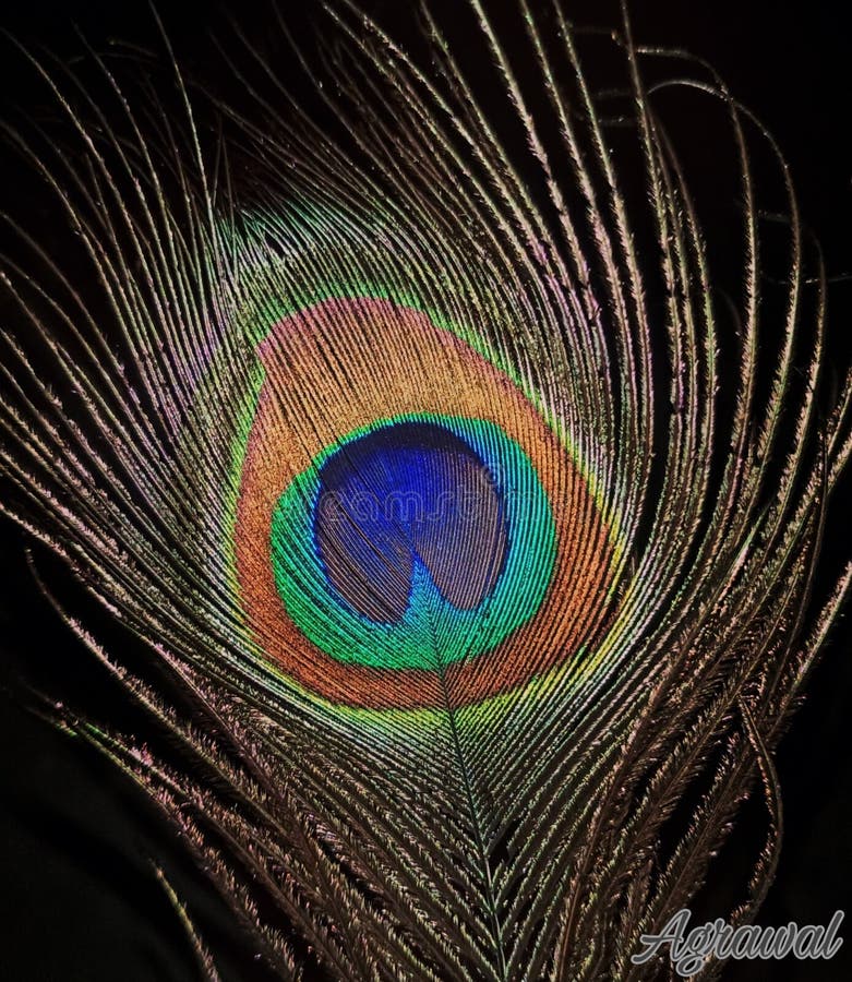 Mor pankh at village stock photo. Image of organ, quail - 185042854