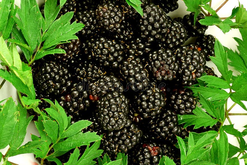 Mora fotografia stock. Immagine di bacca, frutta, alimentazione - 10487588